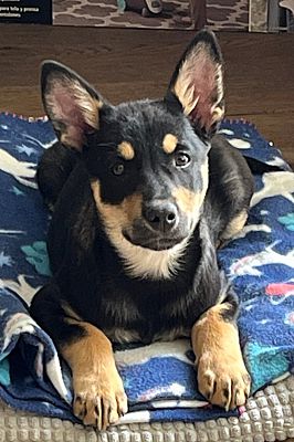 Erie, CO - Australian Kelpie/Rottweiler. Meet Solomon a Pet for ...