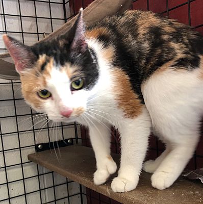 Caledon, ON - Calico. Meet Booshee a Pet for Adoption - AdoptaPet.com