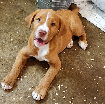 Southbury, CT - Boxer/Pointer. Meet Goliath~adopted! a Pet for Adoption ...