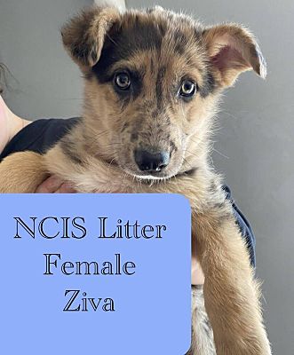 Aurora, IN - German Shepherd Dog/Australian Shepherd. Meet NCIS : Ziva ...