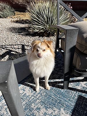 Rio Rancho, NM - Pomeranian. Meet Teddy a Pet for Adoption - AdoptaPet.com