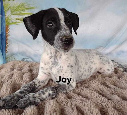 Upper Saddle River, NJ - Springer Spaniel/German Shorthaired Pointer ...