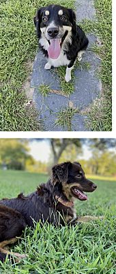 Richmond, VA - Australian Shepherd. Meet Milo and Luna a Pet for ...