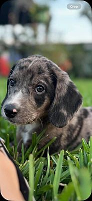 Seminole, FL - Beagle/Catahoula Leopard Dog. Meet Cadbury a Pet for ...
