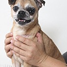 Pug Puppies - Pug Rescue and Adoption Near You