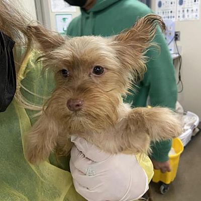 Tulsa, OK - Yorkie, Yorkshire Terrier. Meet H - Daniela a Pet for ...