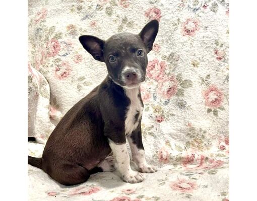 Livingston, TX - Catahoula Leopard Dog/Terrier (Unknown Type, Medium ...