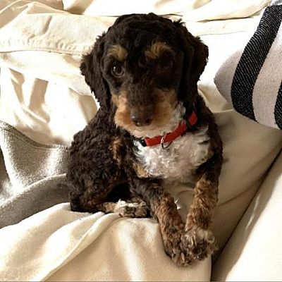 Staten Island, NY - Poodle (Miniature). Meet JC a Pet for Adoption ...