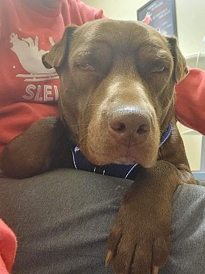 Lewis Center, OH - Cane Corso/Dogue de Bordeaux. Meet Bobby a Pet for ...