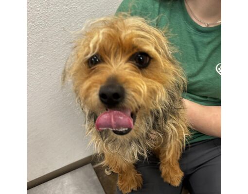 Tulsa, OK - Yorkie, Yorkshire Terrier/Mixed Breed (Small). Meet Barber ...