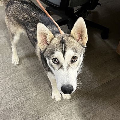 San Diego, CA - Siberian Husky. Meet Dazzle a Pet for Adoption ...