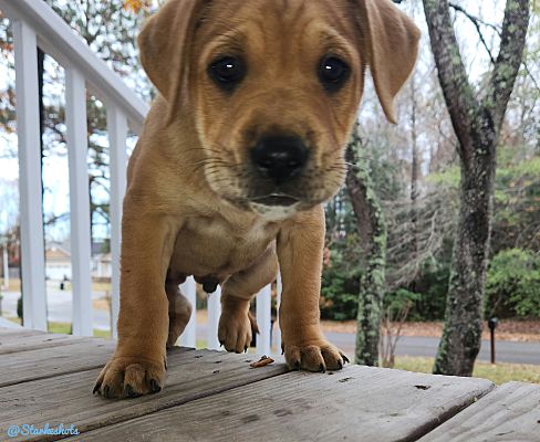 Smithfield, NC - Pit Bull Terrier/Labrador Retriever. Meet Hank a Pet ...