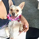 Corgi Puppies - Corgi Rescue and Adoption Near You