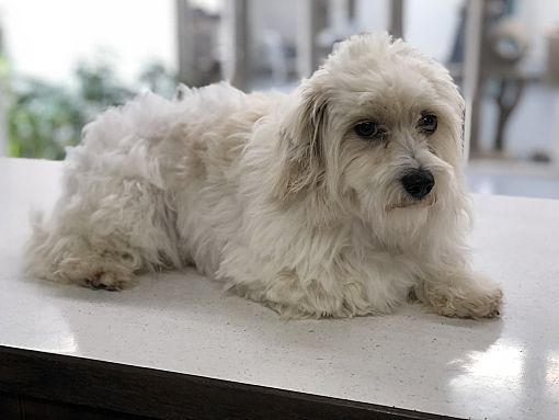 Fort Benton, MT - Maltese/Jack Russell Terrier. Meet Mia a Pet for ...