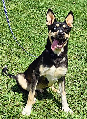 Talladega, AL - Australian Kelpie/Husky. Meet Echo a Pet for Adoption ...