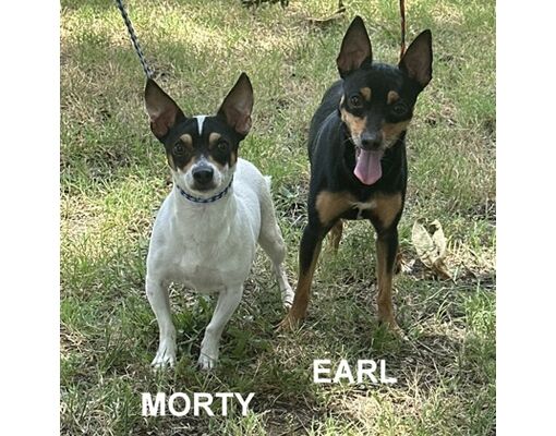 Tyler, TX - Rat Terrier/Mixed Breed (Medium). Meet Earl-9286 a Pet for ...