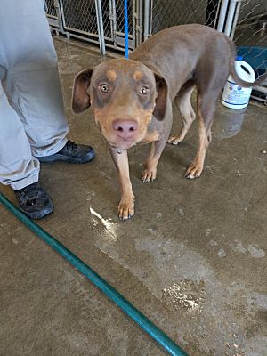 Lindsay, CA - Doberman Pinscher/Labrador Retriever. Meet Trigger a Pet ...