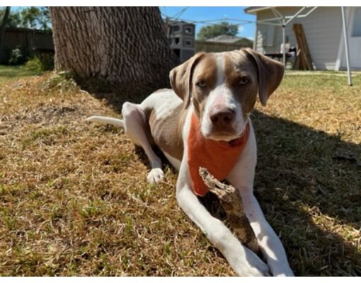 Houston, TX - Pointer. Meet GIBBS a Pet for Adoption - AdoptaPet.com