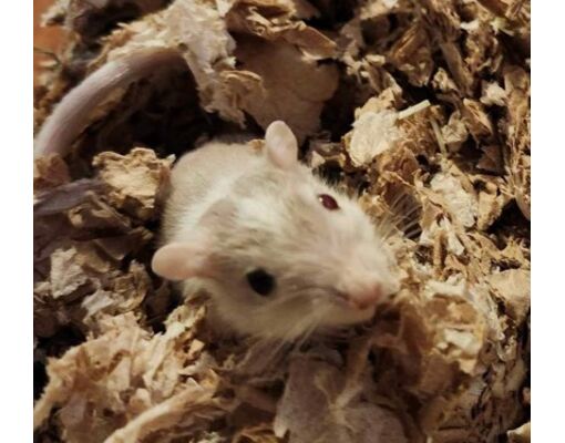 Edmonton, AB - Gerbil/Gerbil. Meet Jam a Pet for Adoption - AdoptaPet.com