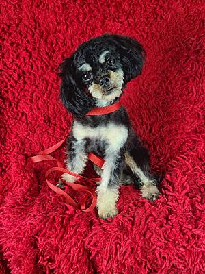 Newark, DE - Pekingese/Poodle (Miniature). Meet Venus a Pet for ...