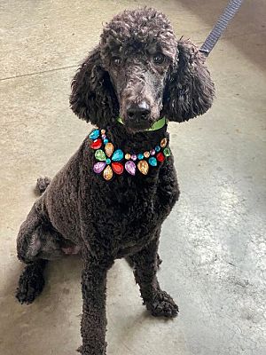Buffalo, NY - Poodle (Standard). Meet Miss Miami a Pet for Adoption ...