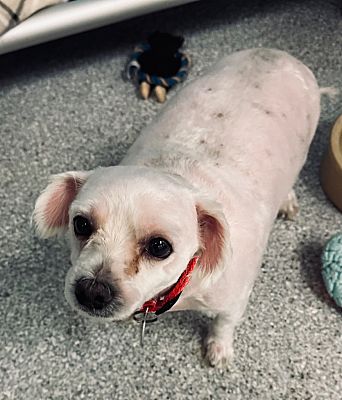 Detroit, MI - Maltese/Yorkie, Yorkshire Terrier. Meet Terri a Pet for ...