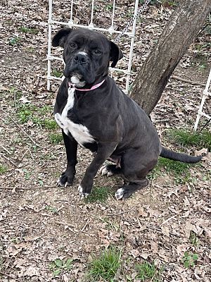 Hartford, CT - Boxer. Meet Melody a Pet for Adoption - AdoptaPet.com