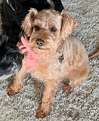 Spring Valley, NY - Standard Schnauzer/Poodle (Miniature). Meet ...