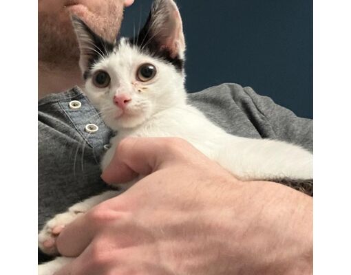 Pittsburgh, PA - Domestic Shorthair. Meet Banshee a Pet for Adoption ...