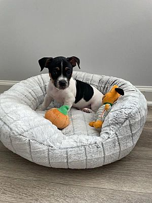 Ellicott City, MD - Rat Terrier/Dachshund. Meet Dodger (watch my video ...