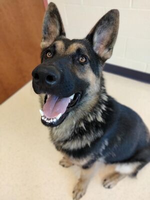 Westland, MI - German Shepherd Dog. Meet Gordon a Pet for Adoption ...