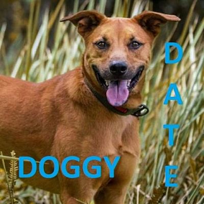 Lakeland, FL - Black Mouth Cur/Mixed Breed (Medium). Meet Steve a Pet ...
