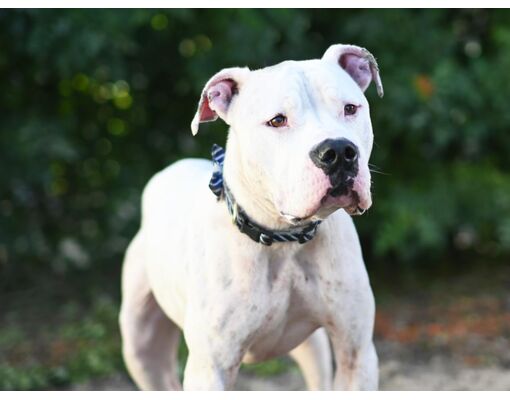 Tavares, FL - Dogo Argentino. Meet BLITZ a Pet for Adoption - AdoptaPet.com