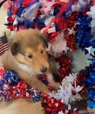 Stafford, TX - Collie. Meet Vesper a Pet for Adoption - AdoptaPet.com