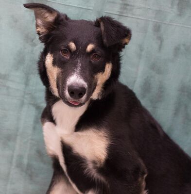 Tracy, CA - Australian Kelpie/German Shepherd Dog. Meet GINGER a Pet ...
