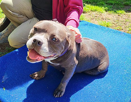 Flanders, NJ - Bulldog. Meet Tipsy a Pet for Adoption - AdoptaPet.com