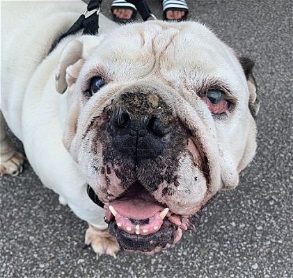 Cuyahoga Falls, OH - English Bulldog. Meet Billie Holiday a Pet for ...