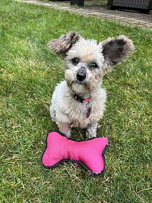 Sharon Center, OH - Poodle (Miniature). Meet Paige a Pet for Adoption ...