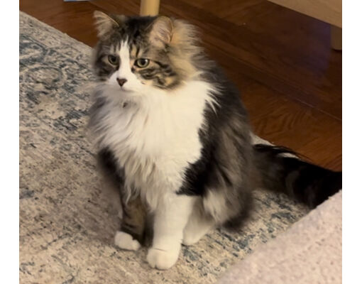 Saint Louis, MO - Domestic Longhair. Meet Buddy a Pet for Adoption ...
