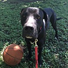 Great Dane Puppies - Great Dane Rescue and Adoption Near You