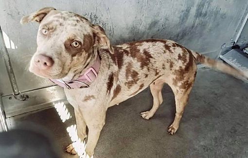 Sacramento, CA - Catahoula Leopard Dog. Meet Kawaii the rare catahoula ...
