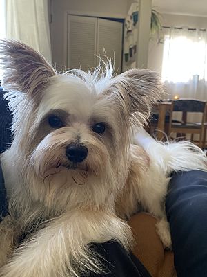Ypsilanti, MI - Yorkie, Yorkshire Terrier/Maltese. Meet Teddy a Pet for ...