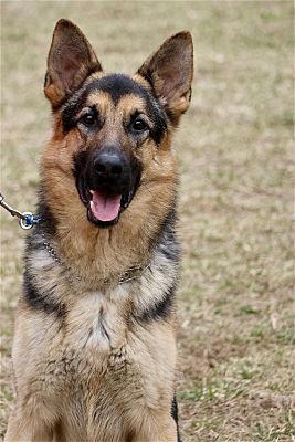 Baltimore, MD - German Shepherd Dog. Meet TOBY a Pet for Adoption ...