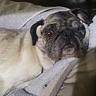 Pug Puppies - Pug Rescue and Adoption Near You