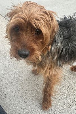 Kalamazoo, MI - Yorkie, Yorkshire Terrier. Meet Charlie a Pet for ...