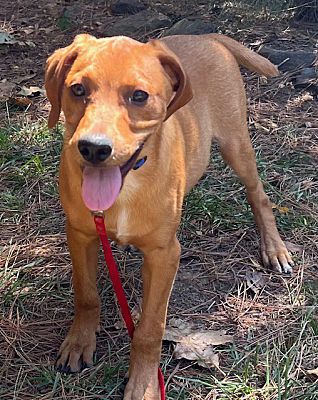 Southbury, CT - Golden Retriever/Rhodesian Ridgeback. Meet Spyder~meet ...