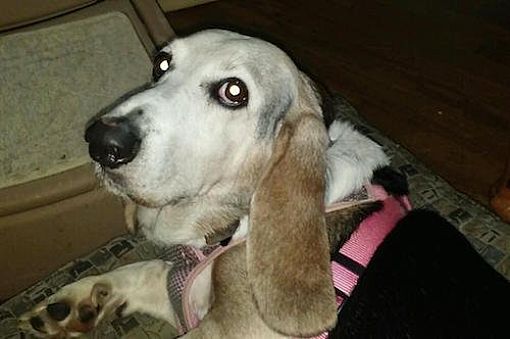 Charleston, SC - Basset Hound. Meet Trilly a Pet for Adoption ...