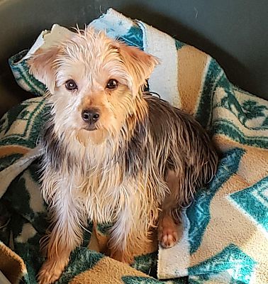 Westport, CT - Yorkie, Yorkshire Terrier. Meet Virginia a Pet for ...