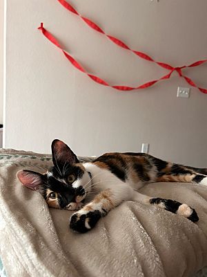 Phoenix, AZ - Calico. Meet spudnik a Pet for Adoption - AdoptaPet.com