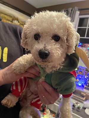 Renton, WA - Bichon Frise. Meet Dixie a Pet for Adoption - AdoptaPet.com
